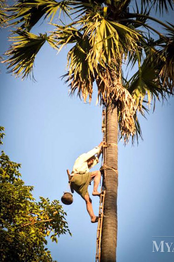 Myanmar’s Grandfather of the Toddy – ASEAN Digest
