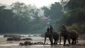 The Hidden Paradise of Tangkahan, North Sumatra – ASEAN Digest